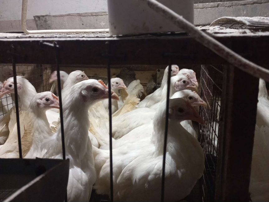 Куры молодки несушки