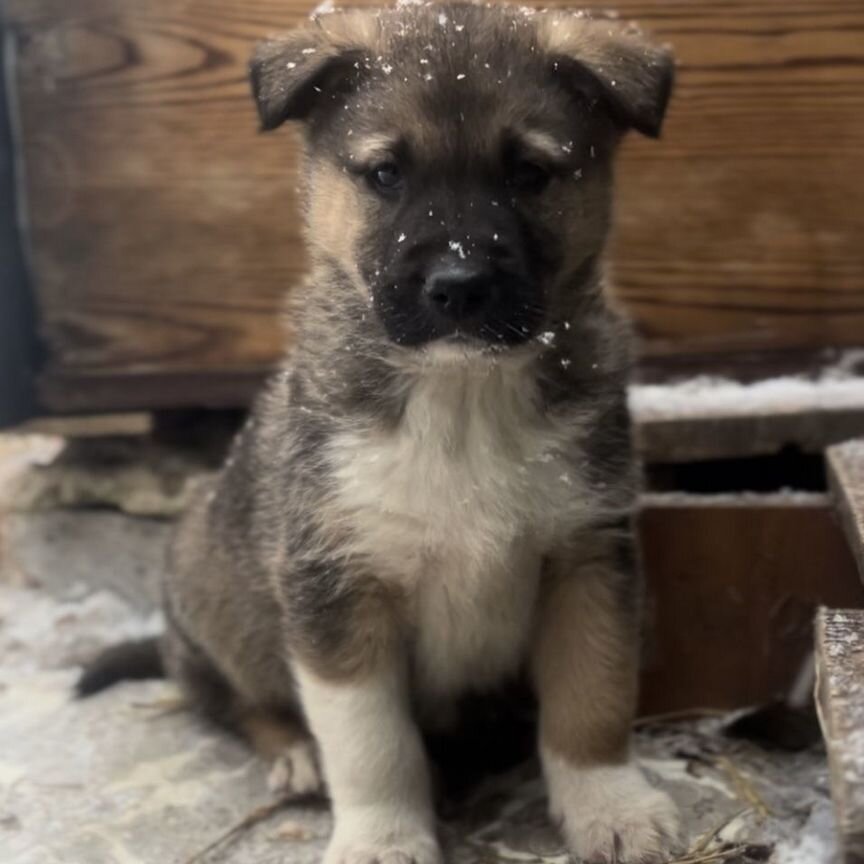 Щенок в добрые руки