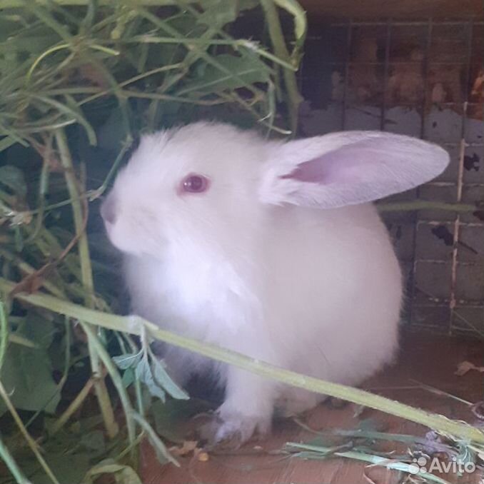 Продам крольчат