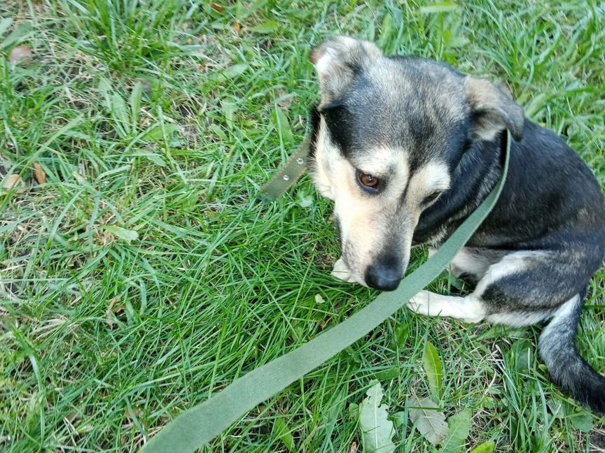 Хороший мальчик ищет дом