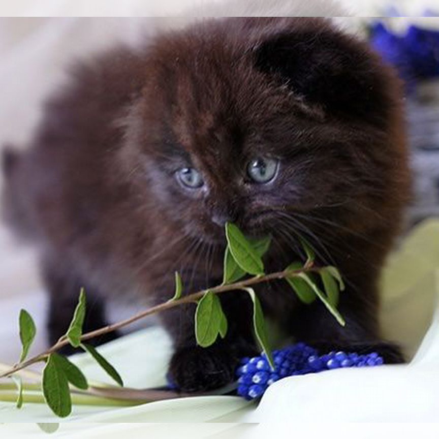 Шотландский вислоухий длинношёрстный котёнок
