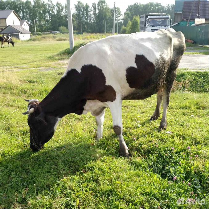 Продам корову