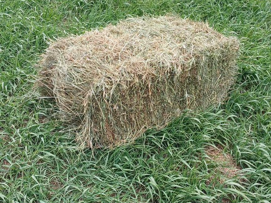 Сено солома в тюках