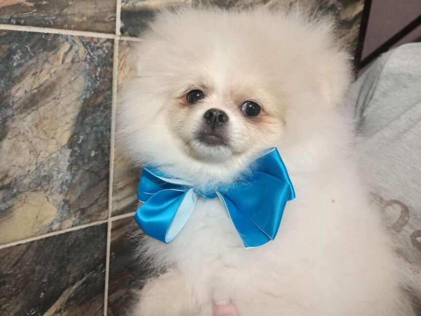 Мальчики шпица