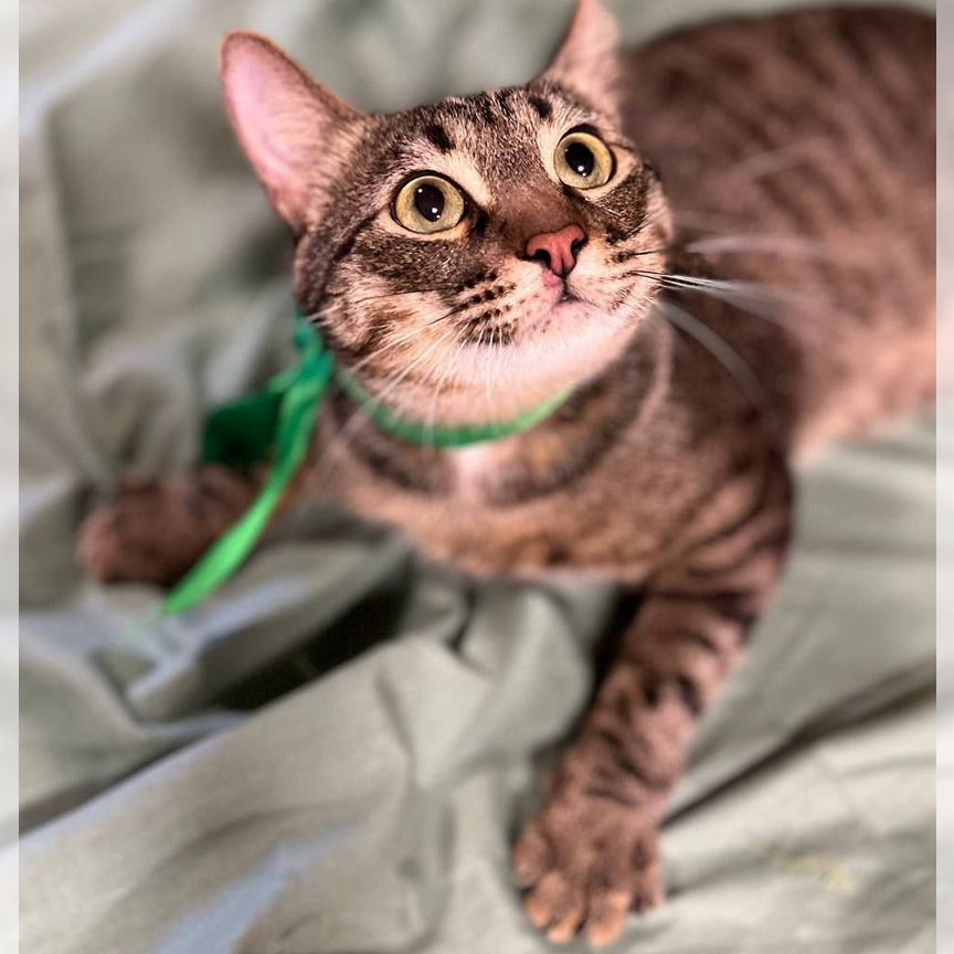 Взрослая, кошка в добрые руки