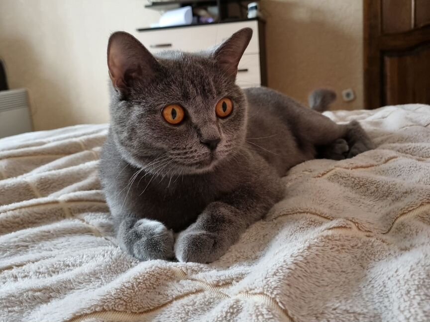 Британец 2 года