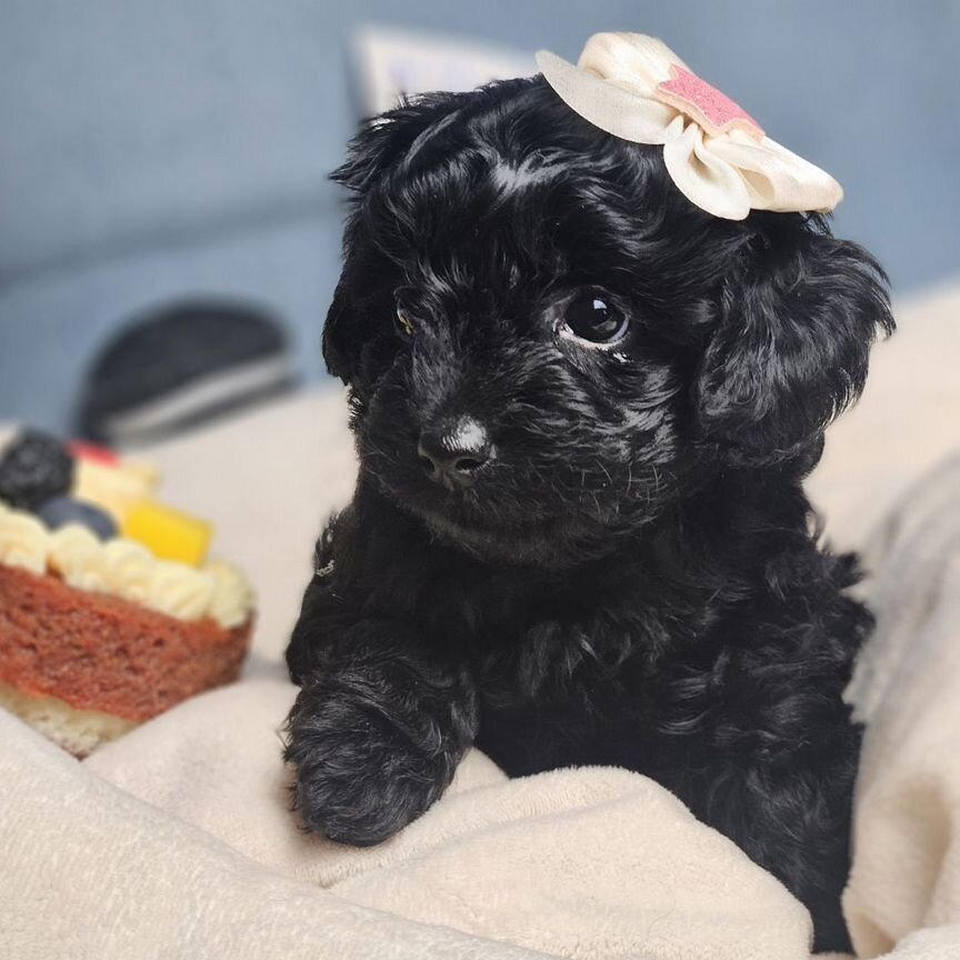 Мальтипу, щенок