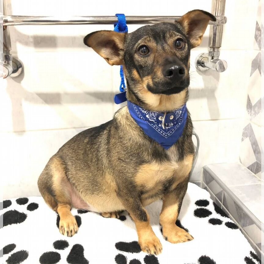 Взрослая собака в добрые руки