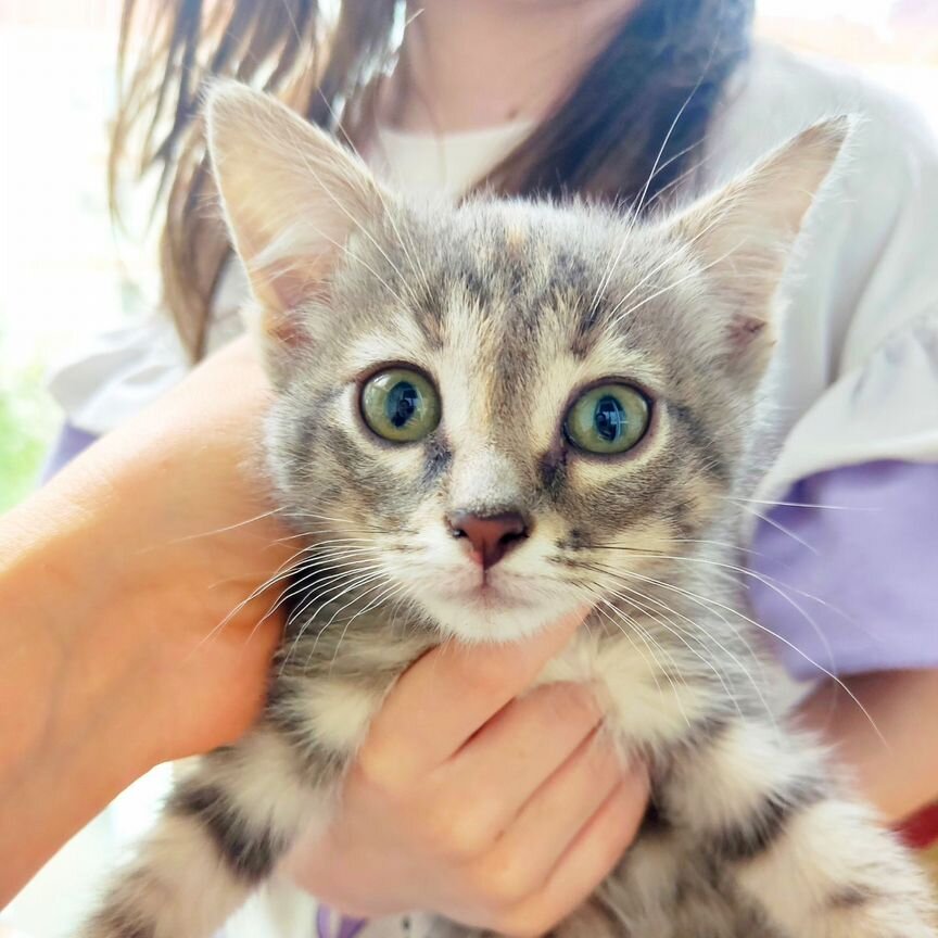 Девочка в добрые руки