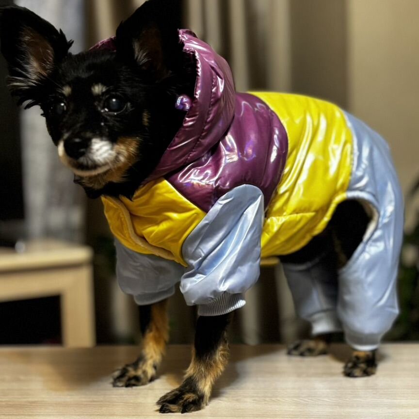 Одежда для собак мелких пород