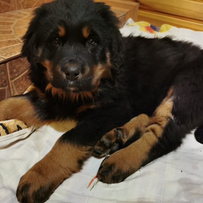 Бурят-монгольский волкодав, хотошо