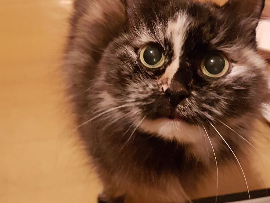 Отдам кошку в добрые руки