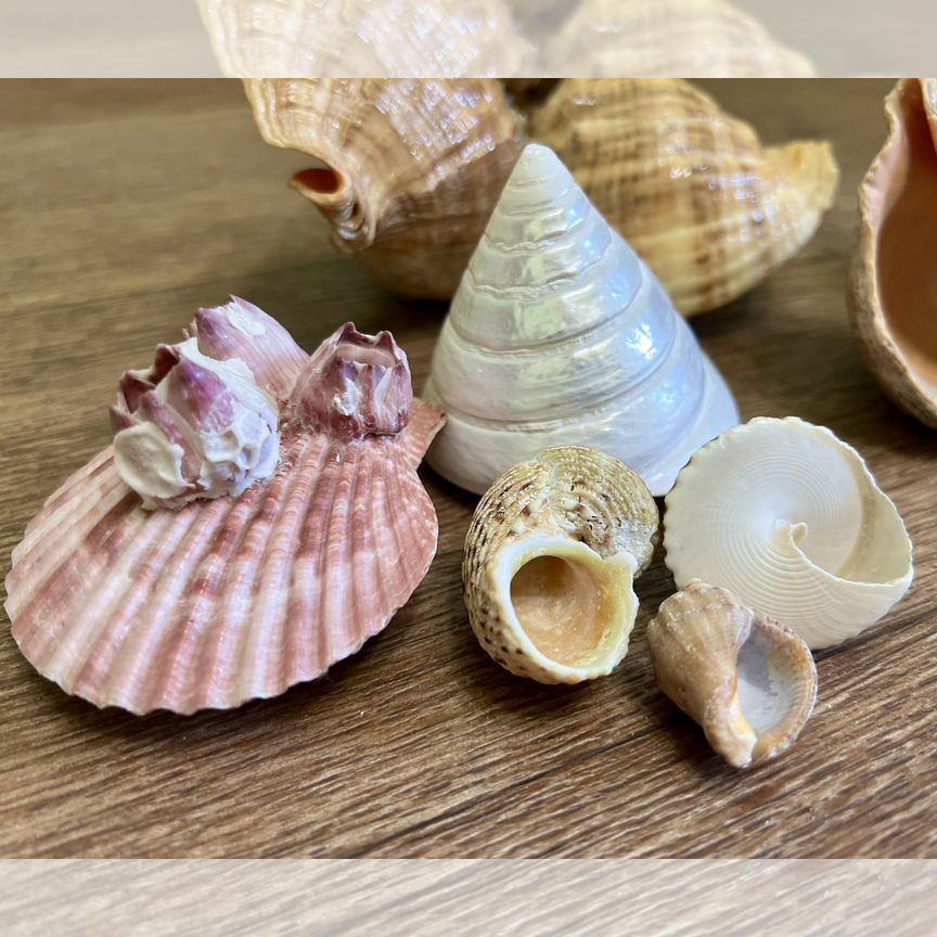 Морские ракушки раковины натуральные