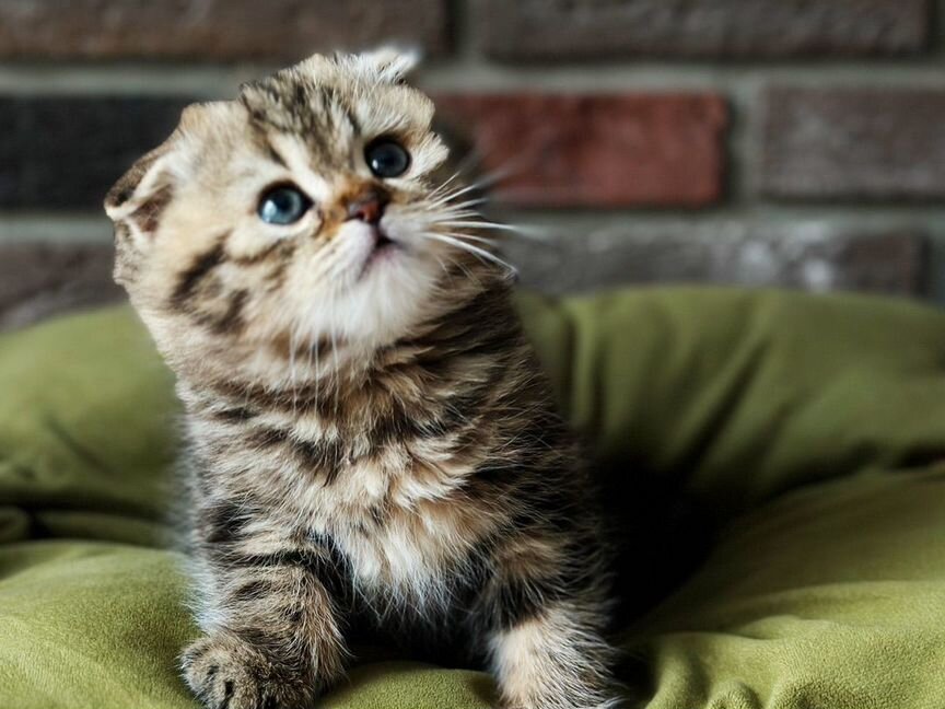 Шотландские вислоухие котята