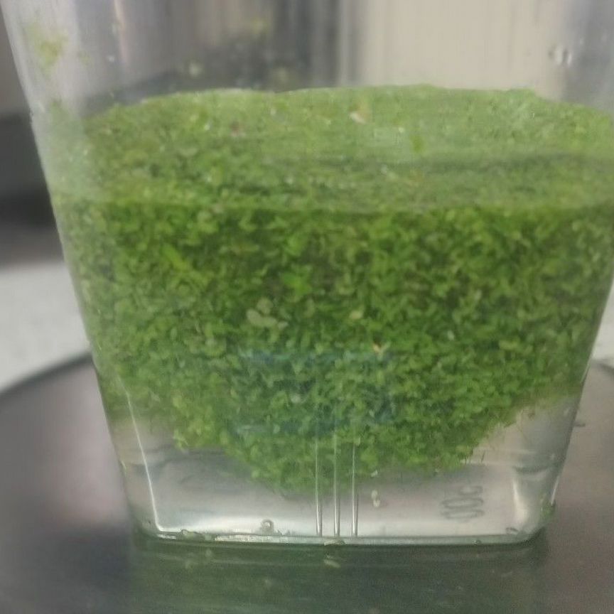 Ряска для аквариума