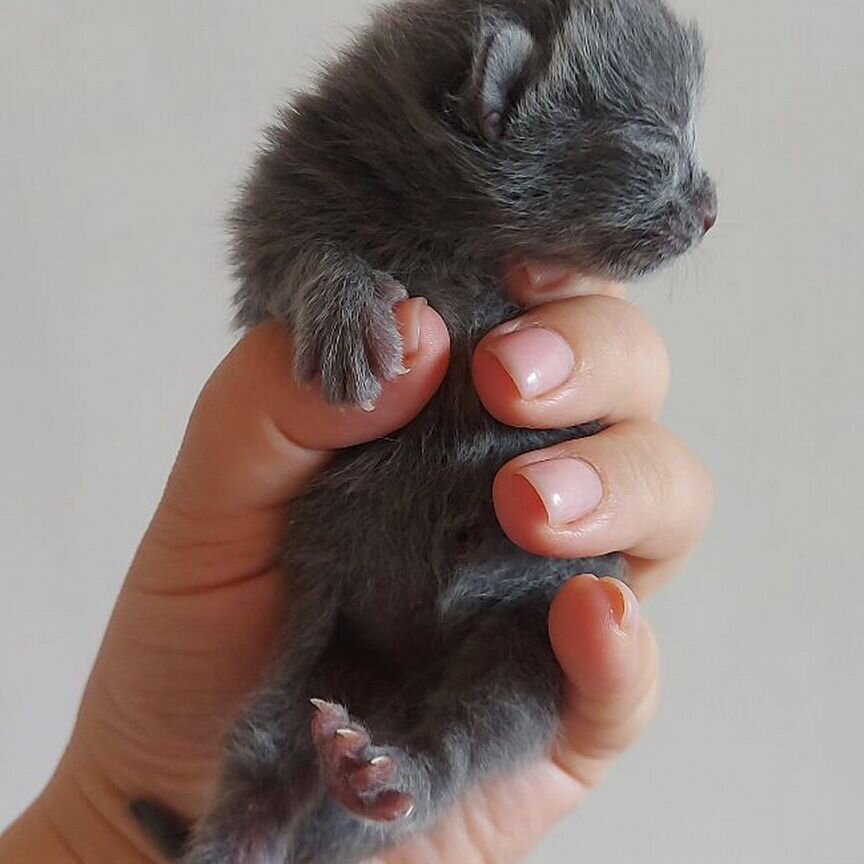 Котята в добрые руки бесплатно