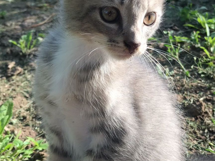 Шотландская вислоухая - кошка(мать),шартрез - кот