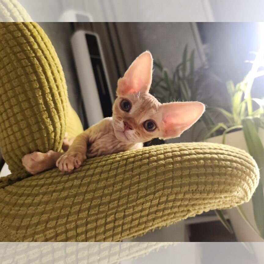 Девон-рекс котёнок