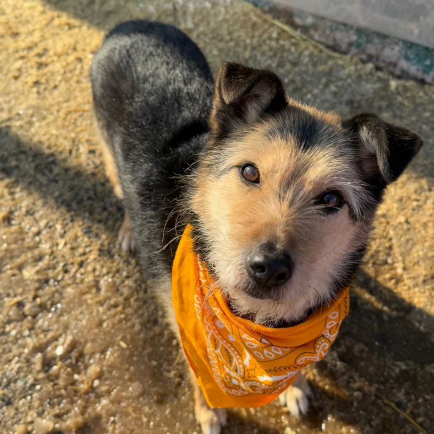 Молодой бородатик из приюта