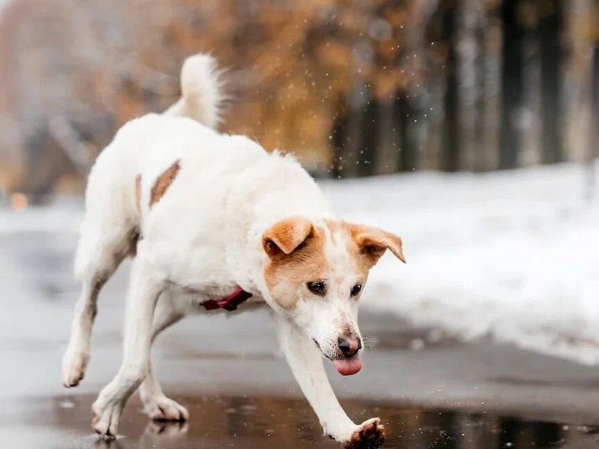 Беляш ищет дом