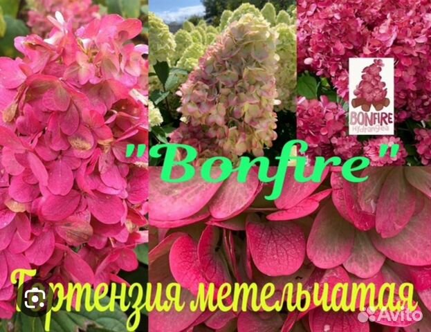 Черенки Гортензии Бонфаер купить в Электроизоляторе | Товары для дома и ...