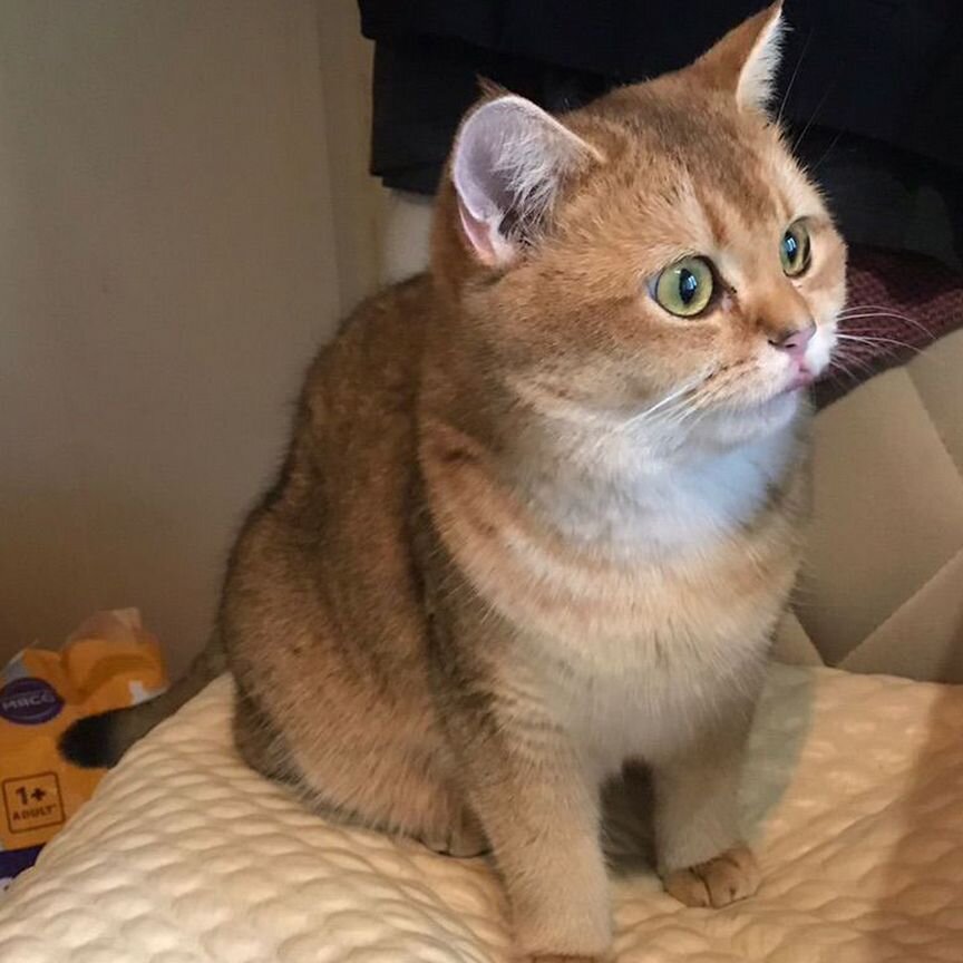 Вязка (кошка ). Британка