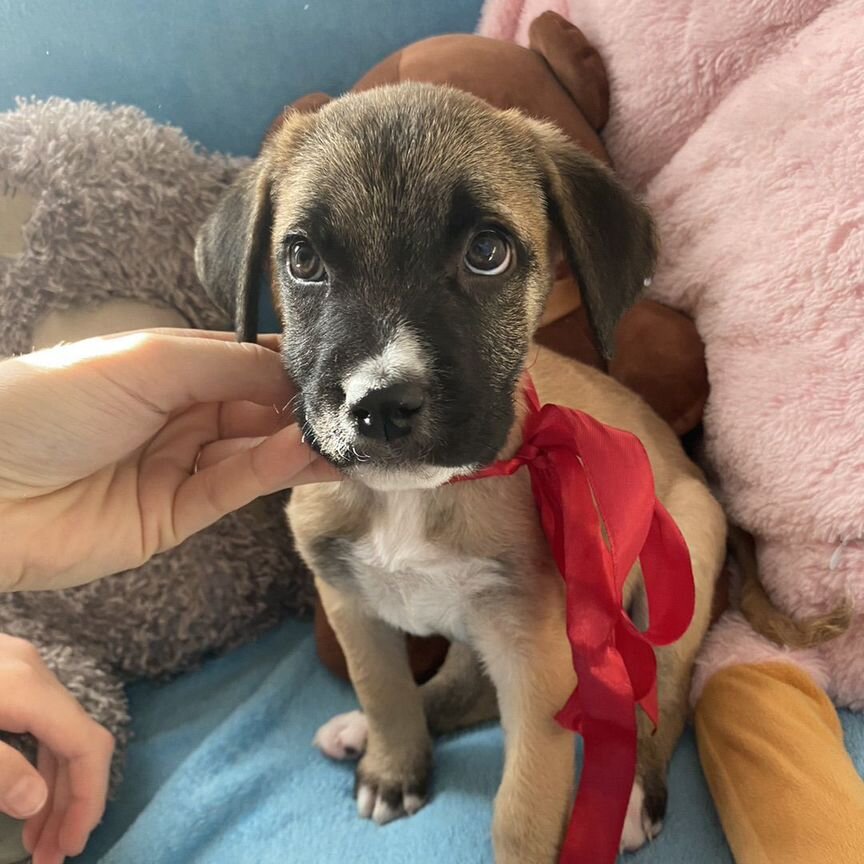 Щенок в добрые руки