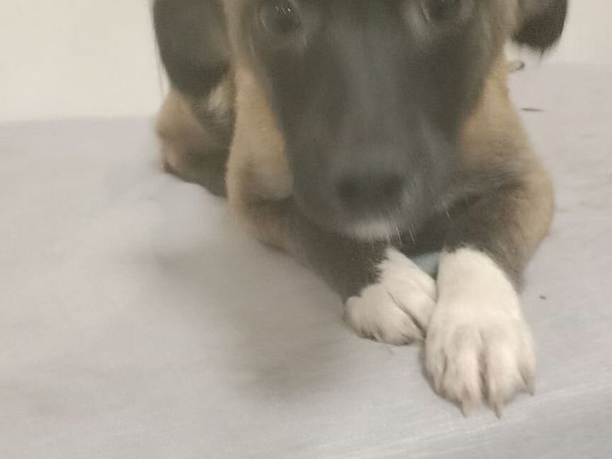 Собака в добрые руки щенок