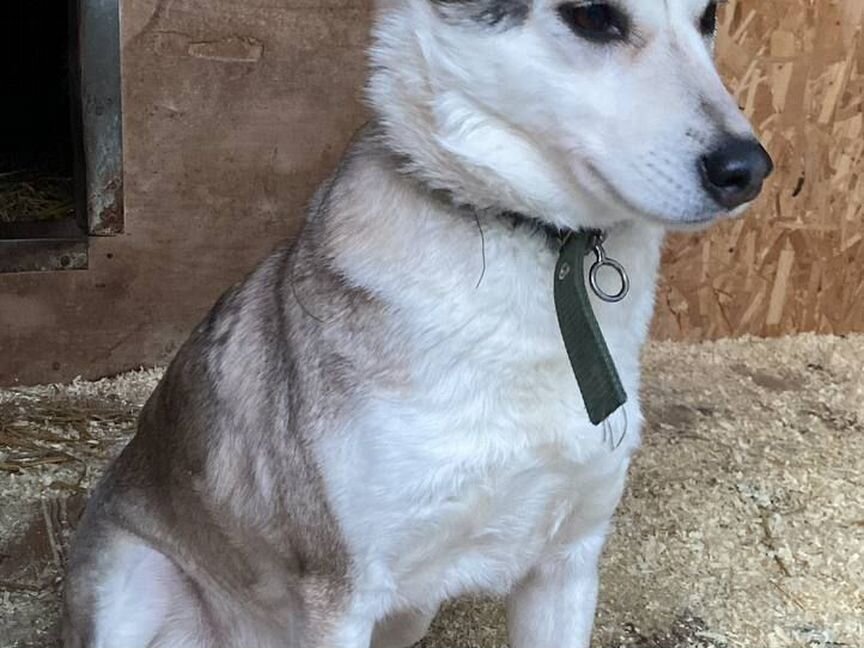 Лисёнок Леся ищет дом