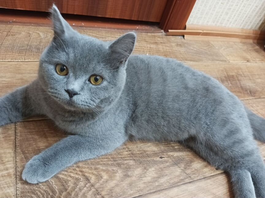 Кот 8 мес. в добрые руки