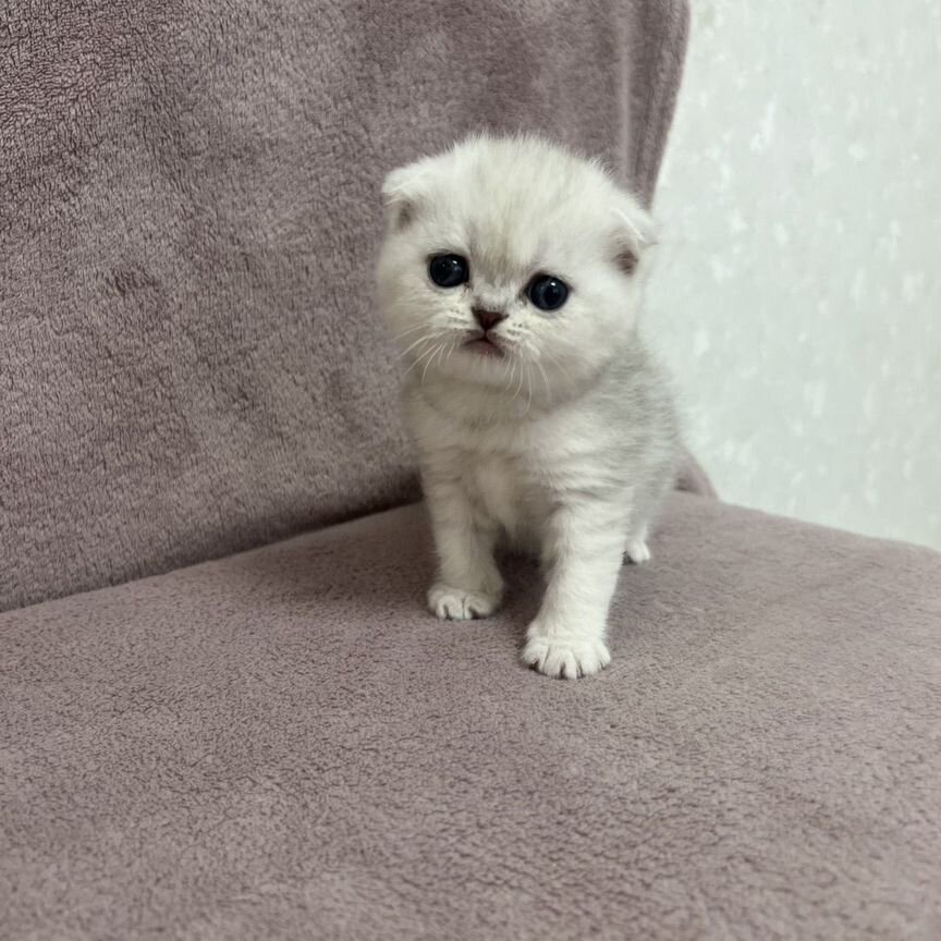 Шотландская вислоухая