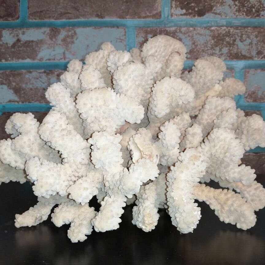 Морские кораллы и ракушки большие и маленькие