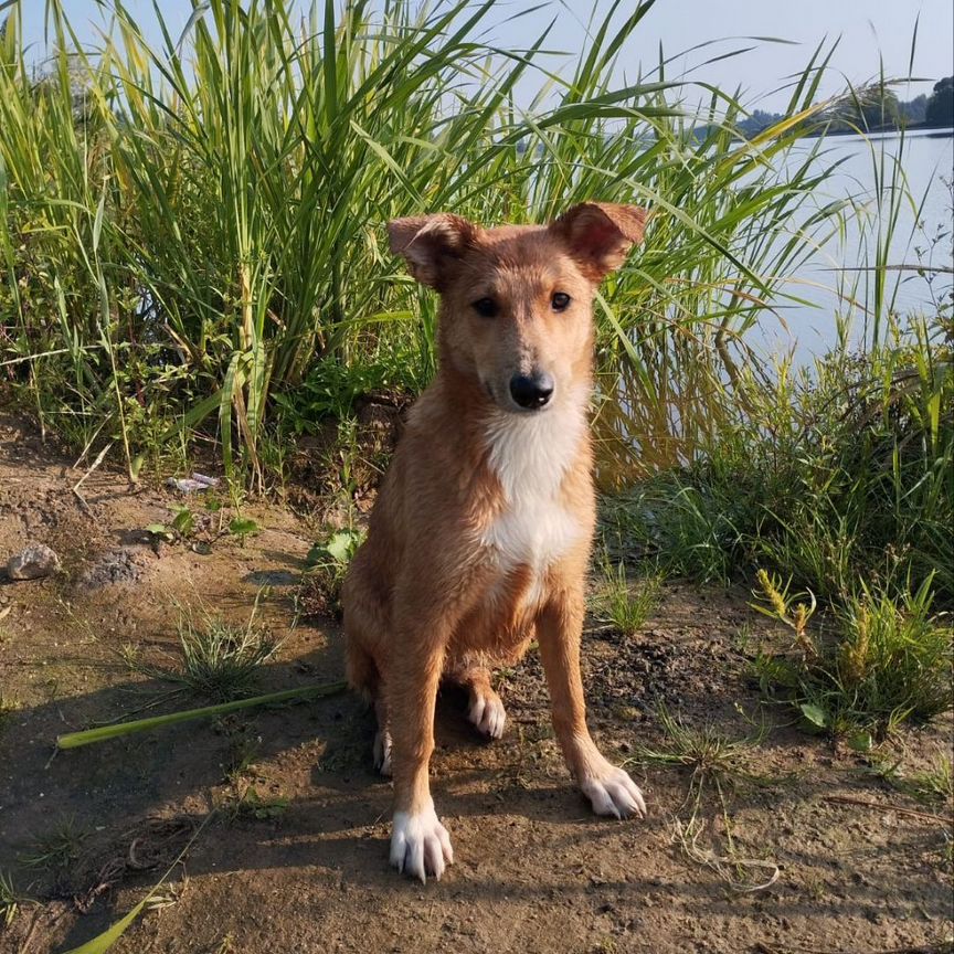 Собачка Сонька спасите