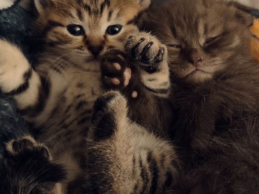 Шотландские котята