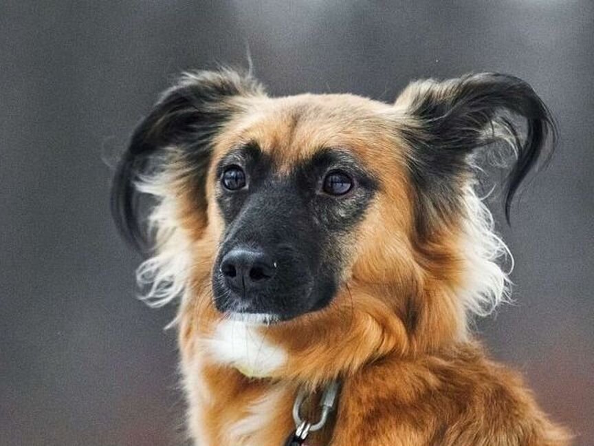 Собака в добрые руки