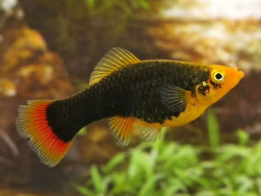Пецилия гавайская, рыбки аквариумные