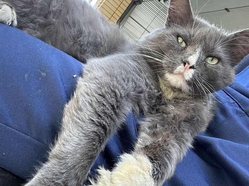 Отдам кота в добрые руки