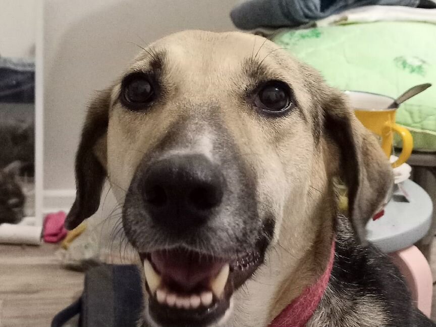 Домашняя, ласковая собачка Фея, в дар