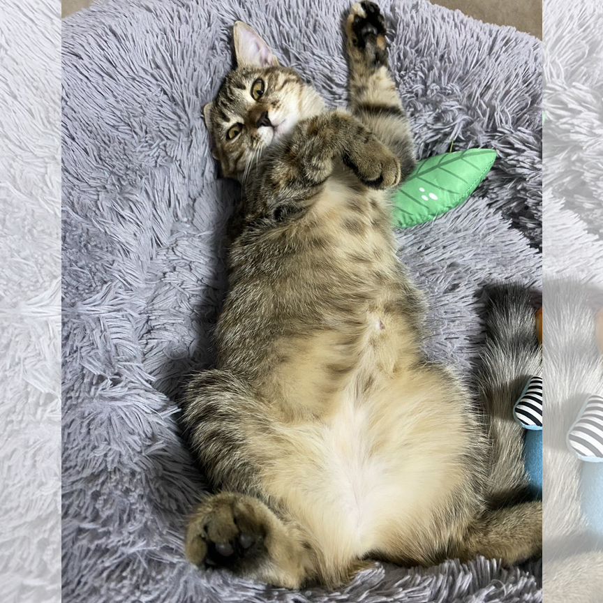 Котенок