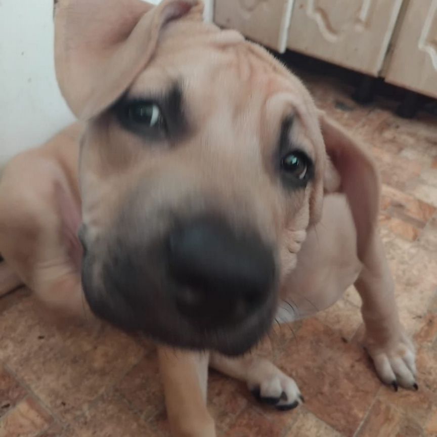 Собака даром