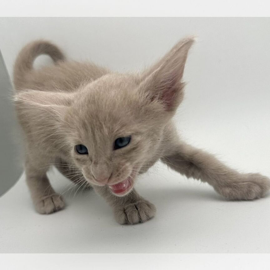 Ориентальный котёнок