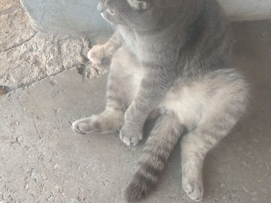 Кошка