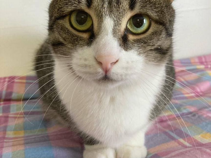 Классный котик в добрые руки