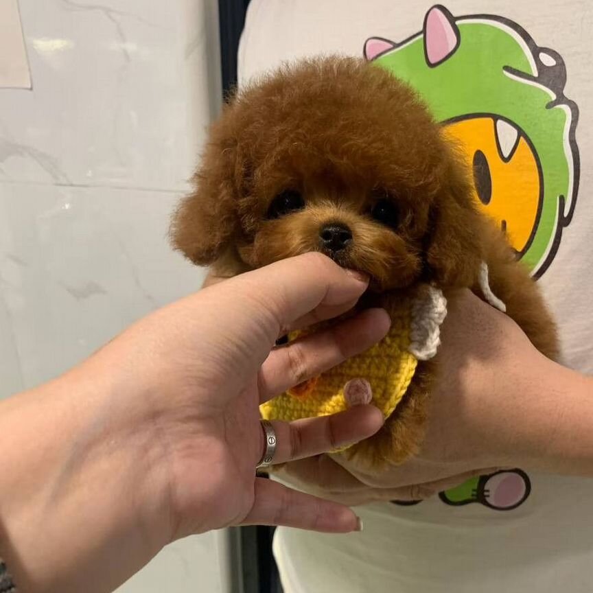 Мальтипу, щенок