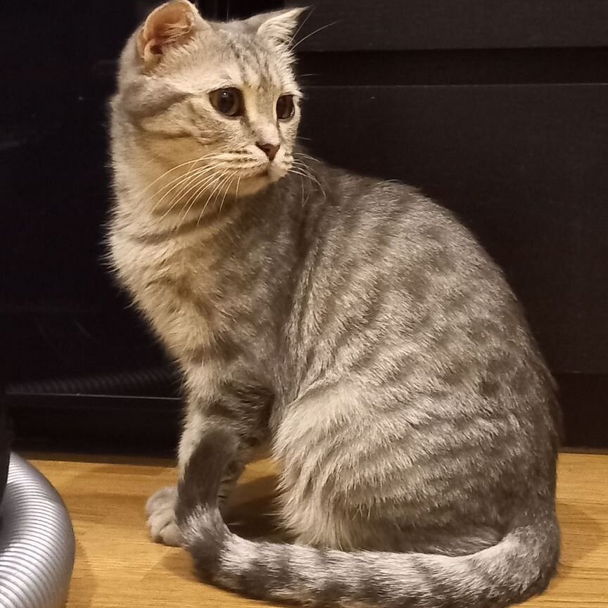 Шотландская кошка
