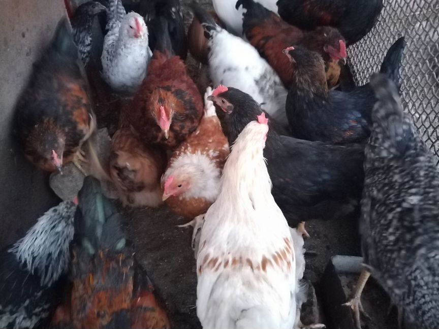 Куры молодки несушки