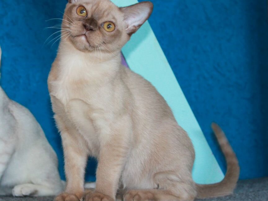 Котик бурмы по имени Мишка