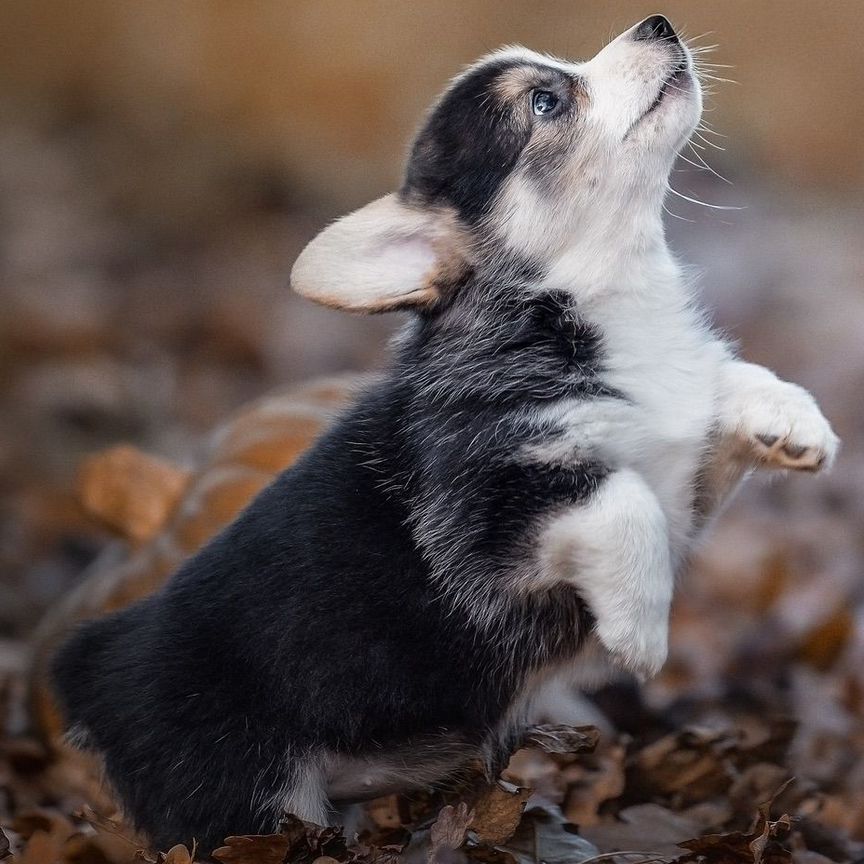 Вельш Корги Пемброк, щенок