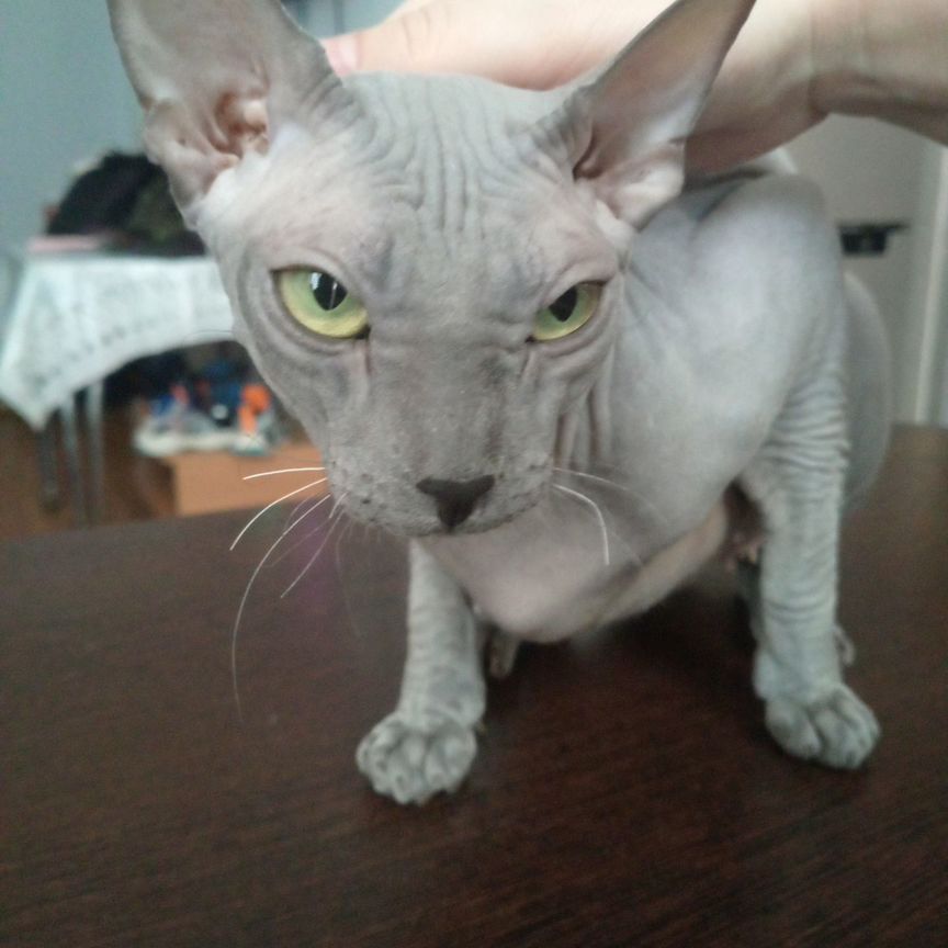 Донской сфинкс кошка