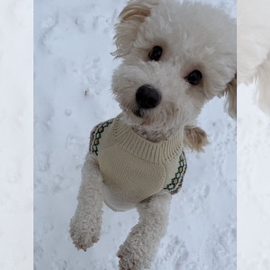 Мальтипу, взрослый пёс